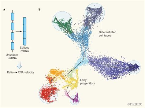 Researchers Develop Technique To Measure The Expression Dynamics Of Each Gene In A Single Cell