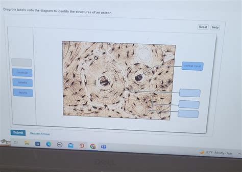 Solved Drag The Labels Onto The Diagram To Identify The
