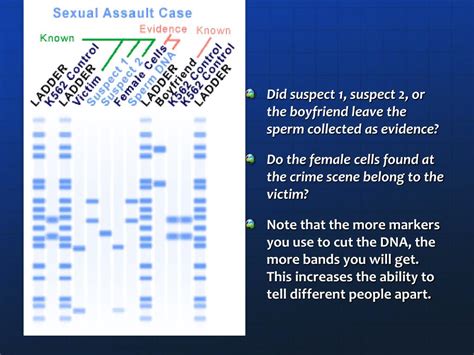 PPT DNA Profiling PowerPoint Presentation Free Download ID 822158