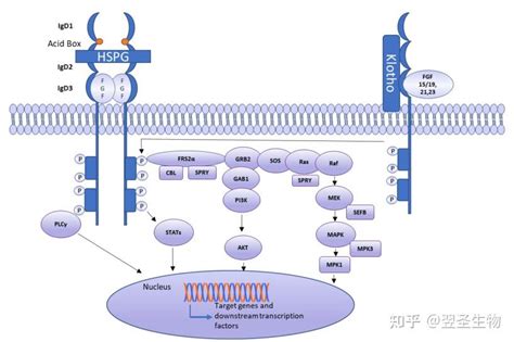 药靶明星fgfs And Fgfrs 家族蛋白解析 知乎