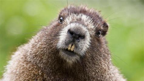 Create Meme Beaver Laughs Beaver Teeth Beaver Face Pictures