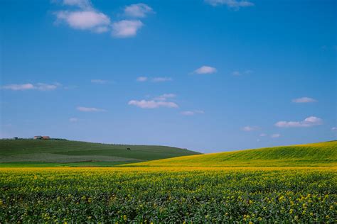 겨자 공장 겨자밭 경작 경치가 좋은 계절 꽃 고요한 구름 경치 그림 같은 꽃이 피는 노란 꽃 녹색 언덕들 농업 농작물 농촌 풍경 들판 롤링 힐스