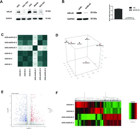 High Throughput Rna Sequencing Was Performed To Explore The Downstream
