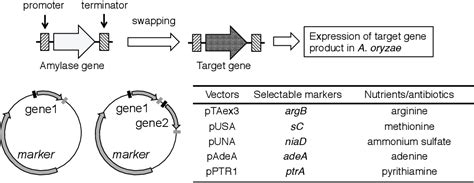 Figure 1 From Total Biosynthesis Of Fungal Indole Diterpenes Using Cell