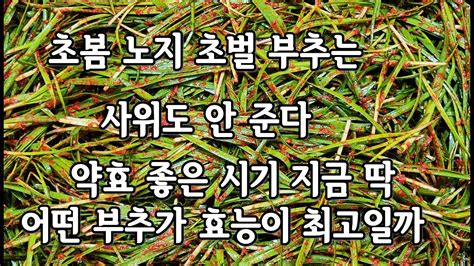 부추김치 맛있게 담그는법 어떤 부추가 오래두고 먹어도 물러지지 않는 똑똑한 부추구별법 Youtube