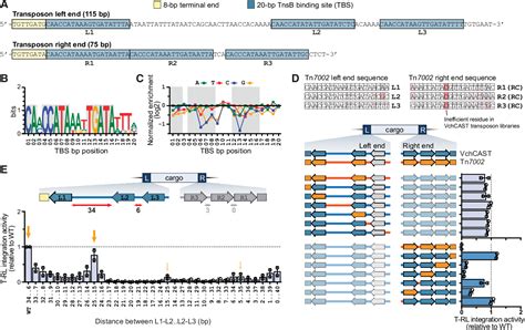 Figure 1 From Novel Molecular Requirements For Crispr Rna Guided Transposition Semantic Scholar