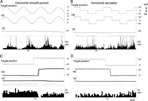 Eye Position Related Activity Of A Single Sef Neuron During Horizontal