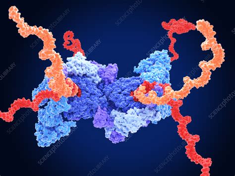 Sars Cov 2 Replication Transcription Complex Illustration Stock Image F0410920 Science