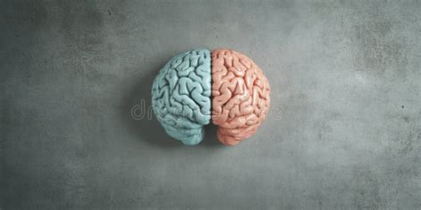 Split Human Brain Illustration Showcasing Creative And Analytical