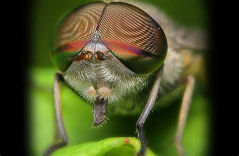 When Ugly Becomes Beautiful Macro Photography Bugs Top Design