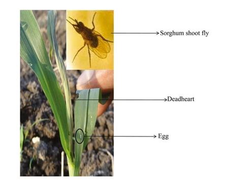 Insect Pests Of Maize Pptx Their Management Pptx