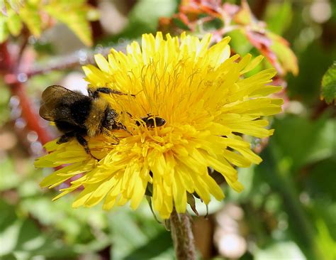 Maribo Map Lolland Denmark Mapcarta