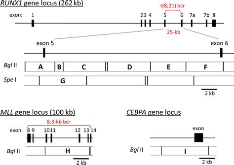 Genomic Structure Of Runx1 Mll And Cebpa The Runx1 Gene Spans 262 Kb