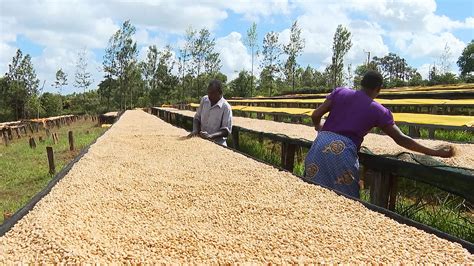 월드리포트 기후변화로 시름하는 커피 농장이대로 가면 생산 못해