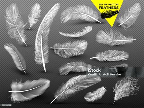 떨어지는 흰색 솜 털의 현실적인 스타일에 깃털 Twirled 손으로 그려 벡터 벡터 일러스트 레이 션 절연된에 투명 한 배경 깃털에 대한 스톡 벡터 아트 및 기타 이미지