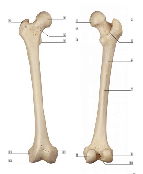 Thigh Bone Diagram Quizlet