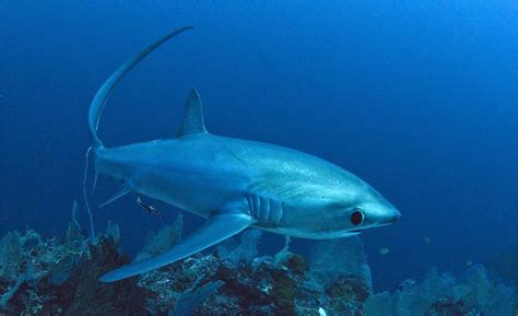 29 Facts About Pelagic Thresher Shark