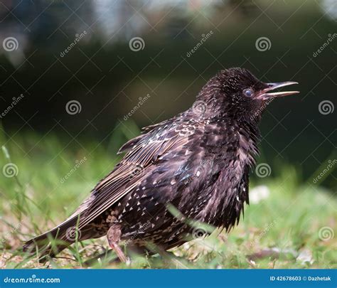 Thrush In The Grass The Bird Stock Image Image Of Grass Nature 42678603