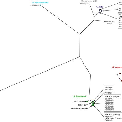 Dendrogram Based On Upgma And Pearson Correlation Coefficient Download Scientific Diagram
