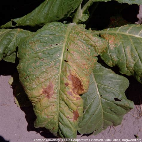 Tomato And Tobacco Mosaic Virus Usu