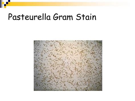 Pasteurella Multocida Gram Stain