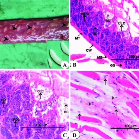 Amorphous Globosus Monster With Thick Black Skin Without Hairs On Download Scientific Diagram