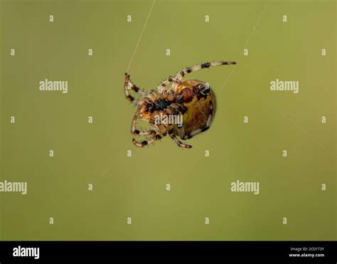 Four Spotted Orb Weaver Araneus Quadratus Female Kirconnel Flow