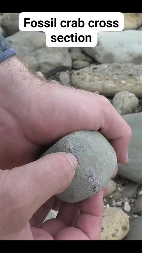 Roughly 12 Million Years Old Fossil Crab Cross Section Fossil