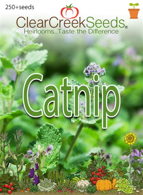 Catnip 250 Seeds Clear Creek Seeds