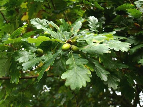 Широколистни дървета Страница 2 Arbor Bg