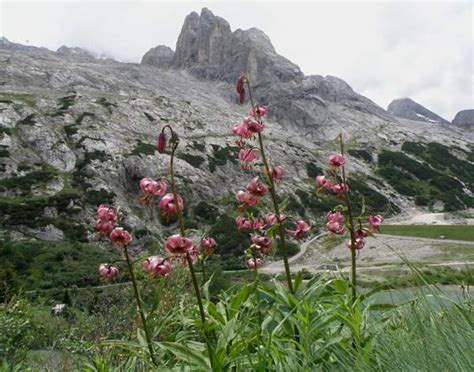 Lilium martagon - Martagon Lily