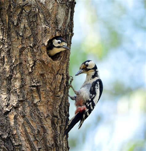 Hackspett Arkivfoto Bild 31653412