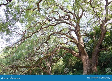 A Big Old Tree In A Forest Stock Image Image Of Green