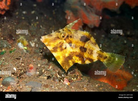 Bristle Tail Filefish Acreichthys Tomentosus Also Known As Seagrass