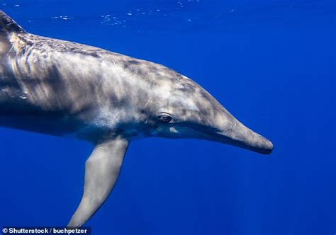 Drones Capture Rare Footage Of Dolphins Socializing With Each Other Out In The Ocean As They