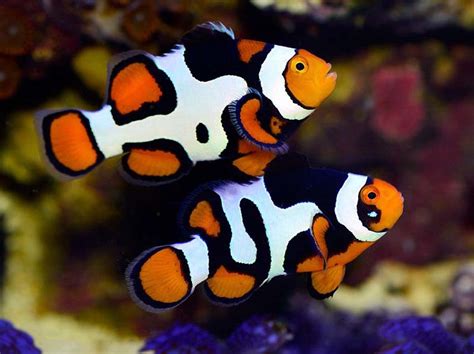 Onyx Picasso Clownfish Fast Delivery Abyss Aquatics Uk