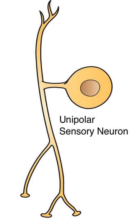 Difference Between Afferent And Efferent L Afferent Vs Efferent Neurons Interactive Science