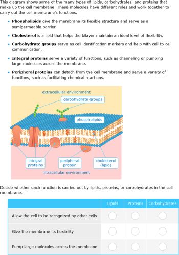 Ixl Structure And Function Of The Cell Membrane Biology Practice