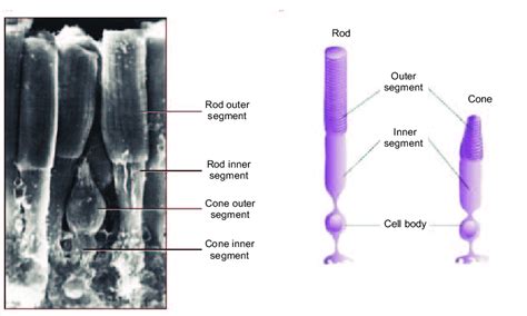 3 Rod And Cone Photoreceptors Download Scientific Diagram