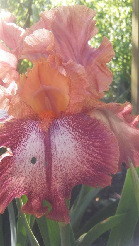 Iris Identification In The Irises Forum