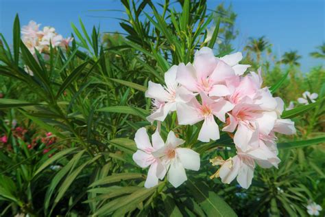 무료 이미지 꽃들 봄 자연 백합 서양 고래 화려한 아름다운 녹색 나무 가지 꽃 피는 식물 꽃잎 식물학 아마 릴리스 Belladonna 진달래