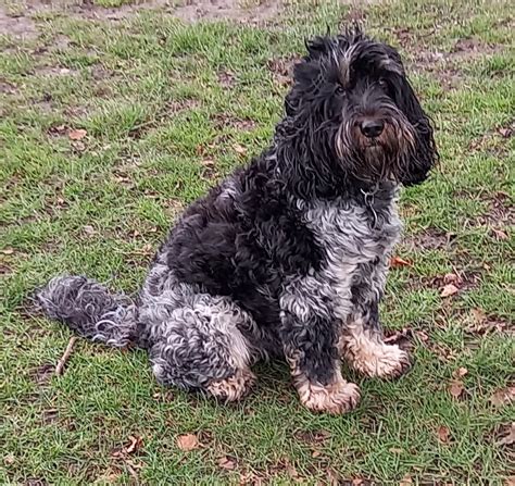 Blue Roan Cockapoo Ready For Breeding Stud Dog In Hertfordshire