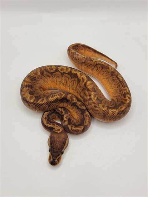 Vanilla Sunset Ball Python By Morph Jungle Morphmarket