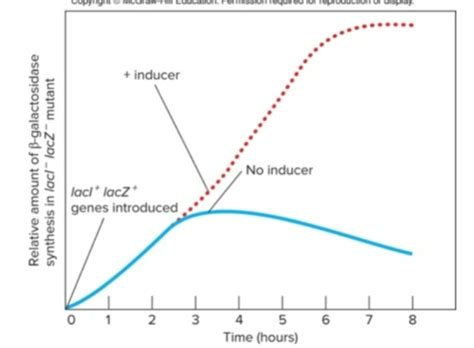 Gene Regulation In Prokaryotes Flashcards Quizlet