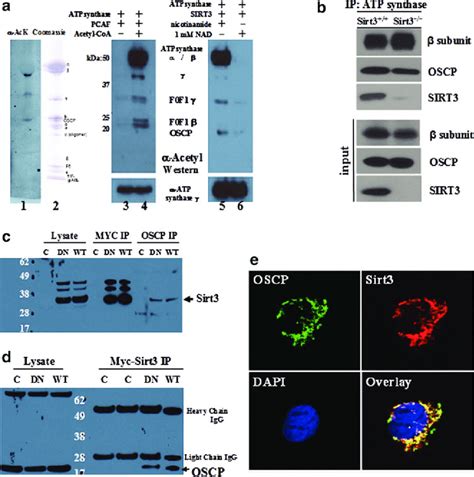 The Adenosine Diphosphate Atp Synthase Complex Contains Multiple Download Scientific Diagram