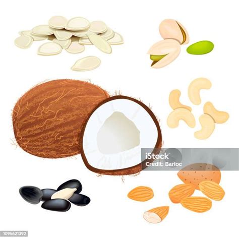 벡터 아이콘 견과류와 씨앗을 설정 합니다 호박 종자 해바라기 씨 피스타치오 캐슈 넛 코코넛 아몬드 벡터 일러스트 0명에 대한 스톡 벡터 아트 및 기타 이미지 Istock