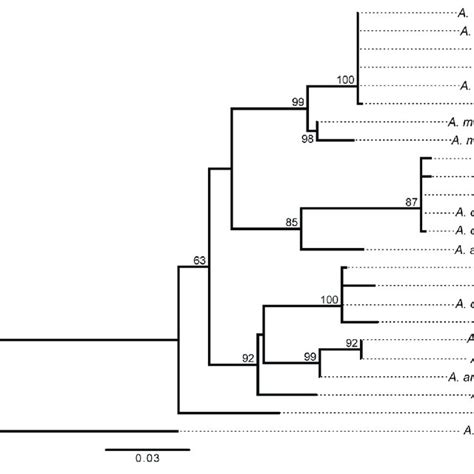 Maximum Likelihood Tree Resulting From The Analysis Of The 16s