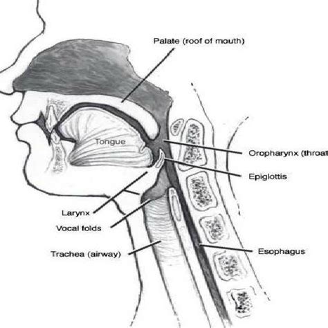 5 Sample Segmentation Results For A Wet Chin Tuck Swallowing Sequence Download Scientific