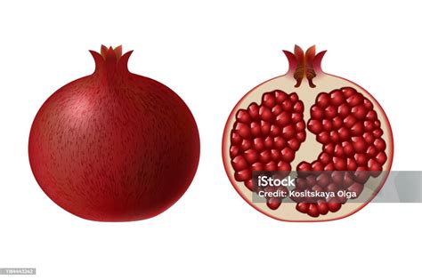 석류 세트입니다 흰색 배경에 루비 다채로운 석류와 전체 둥근 과일의 고립 된 절반 붉은 씨앗석류의 현실적인 색깔의 조각 0명에 대한 스톡 벡터 아트 및 기타 이미지 Istock