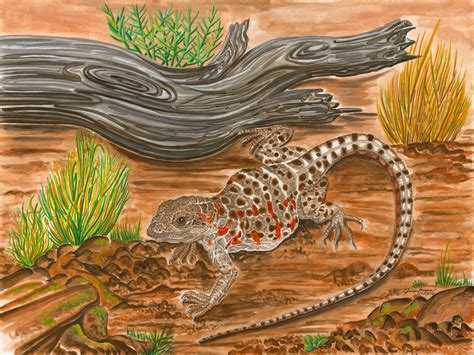 Long Nosed Leopard Lizard Tempe Regan Nature Artist